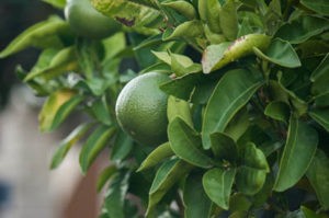 Echte Limette - Dayap - ginvasion